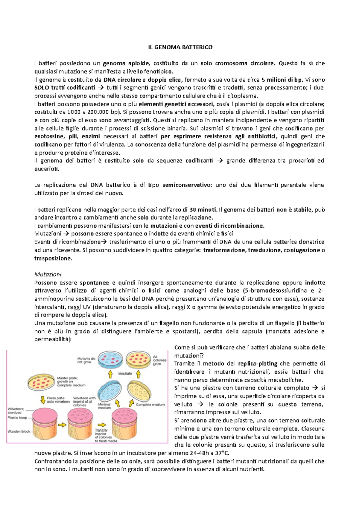 Lezione IV-genoma batterico - IL GENOMA BATTERICO I batteri possiedono ...