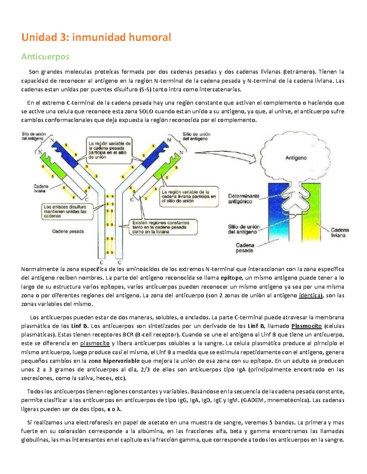 Unidad 3 inmunidad humoral - Unidad 3: inmunidad humoral Anticuerpos ...