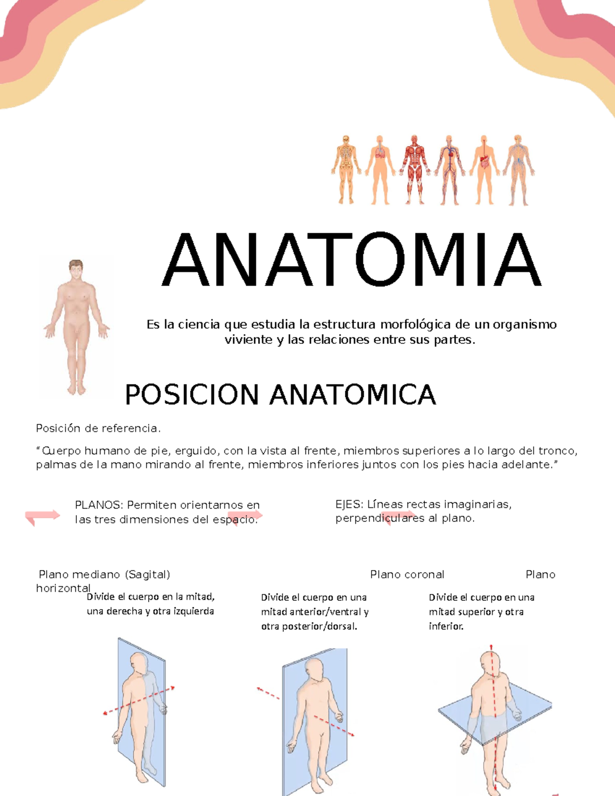 Anatomia - Anatomía básica - ANATOMIA Es la ciencia que estudia la ...