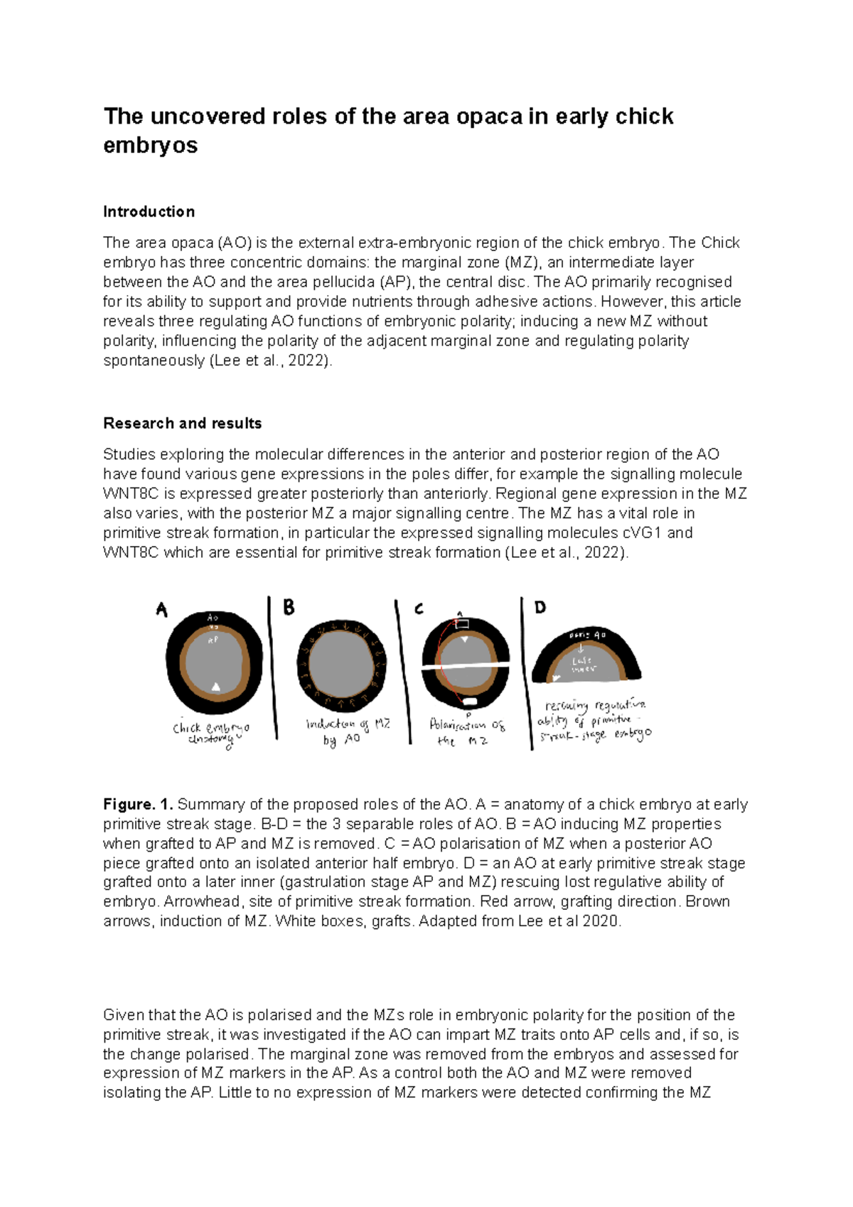 Embrology reseach summary - The uncovered roles of the area opaca in ...