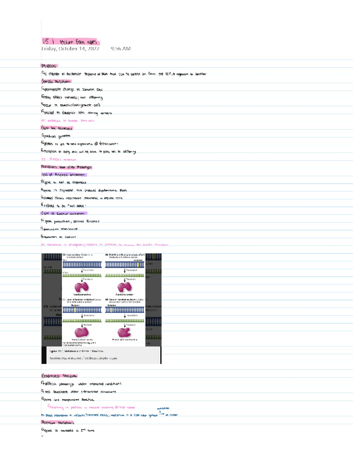 Mutations - BIOSC 0160 - Pitt - Studocu