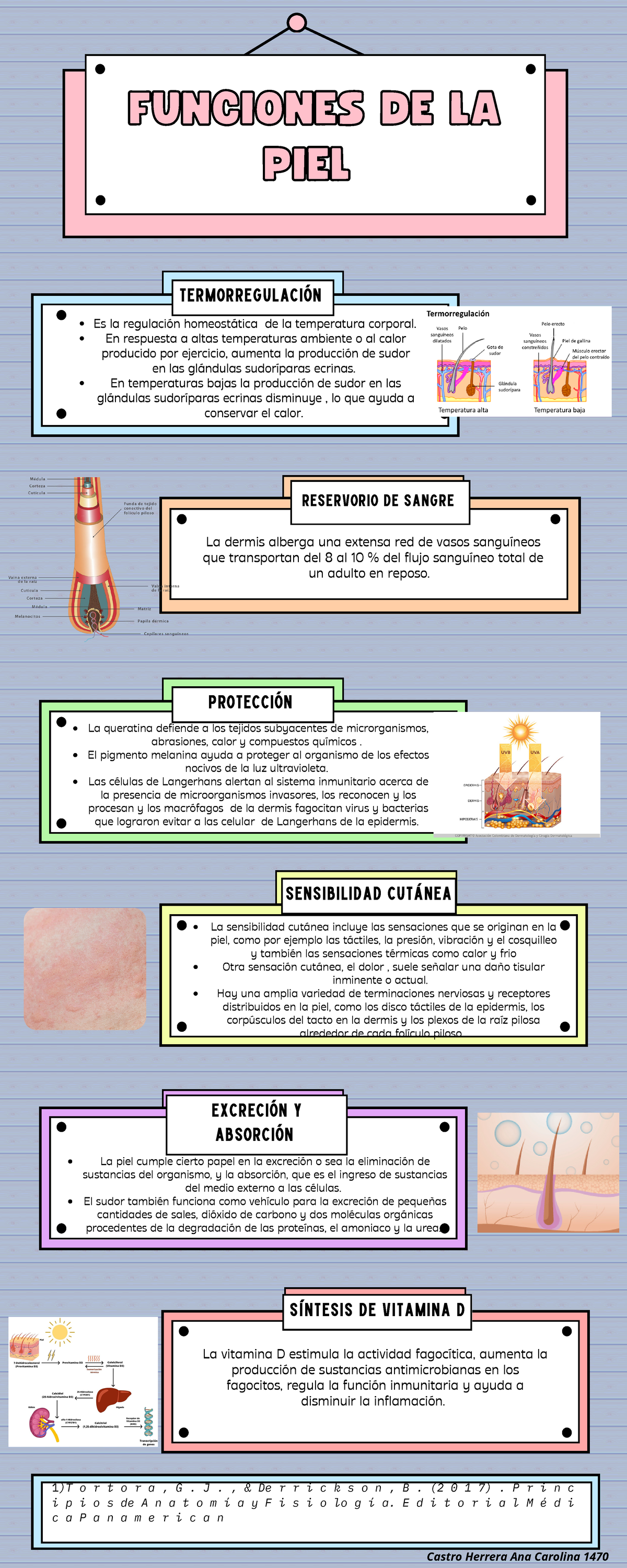 Funciones de la piel - termorregulación reservorio de sangre protección ...