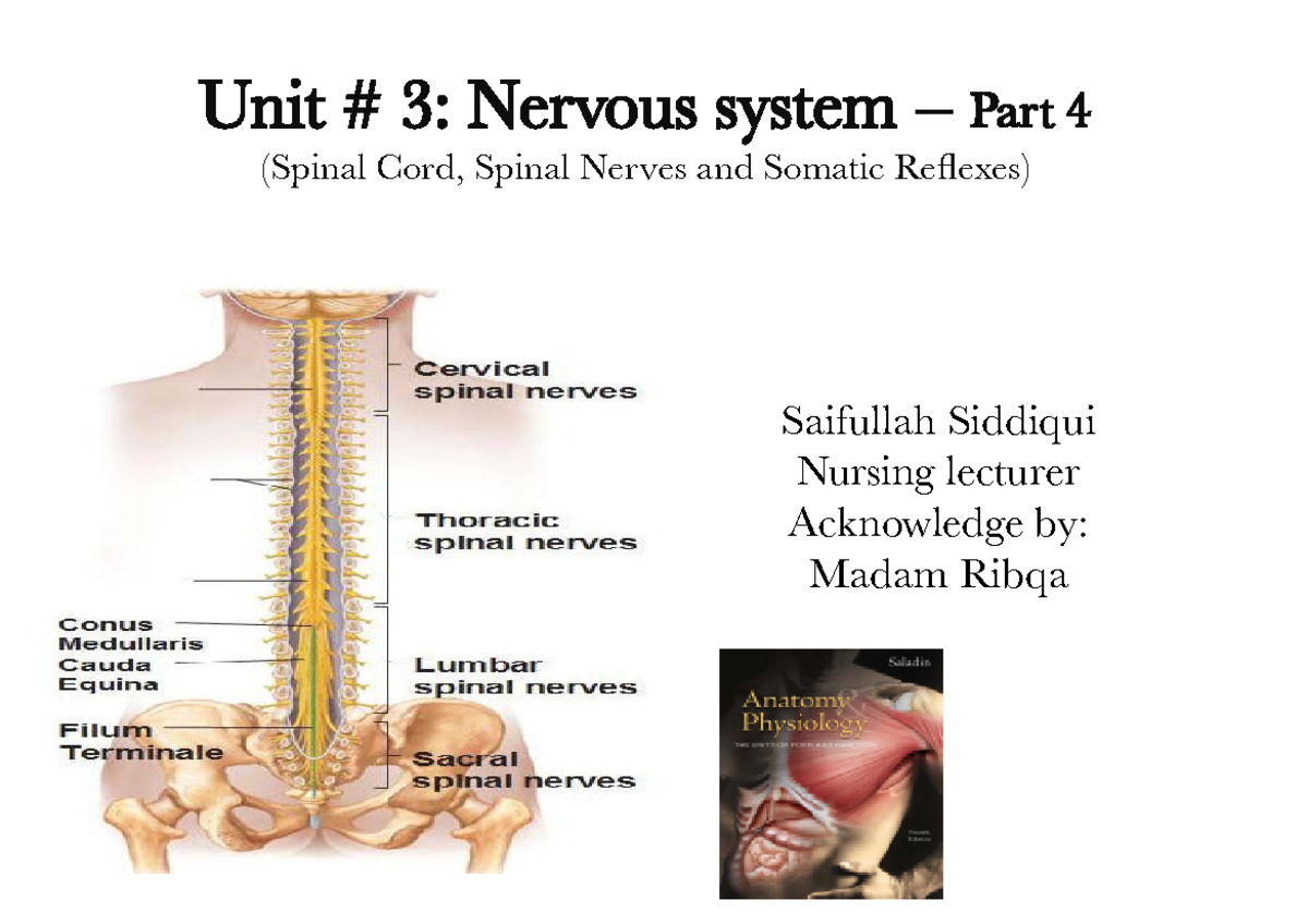 Nervous syste, part 4 - Unit # 3: Nervous system – Part 4 (Spinal Cord ...