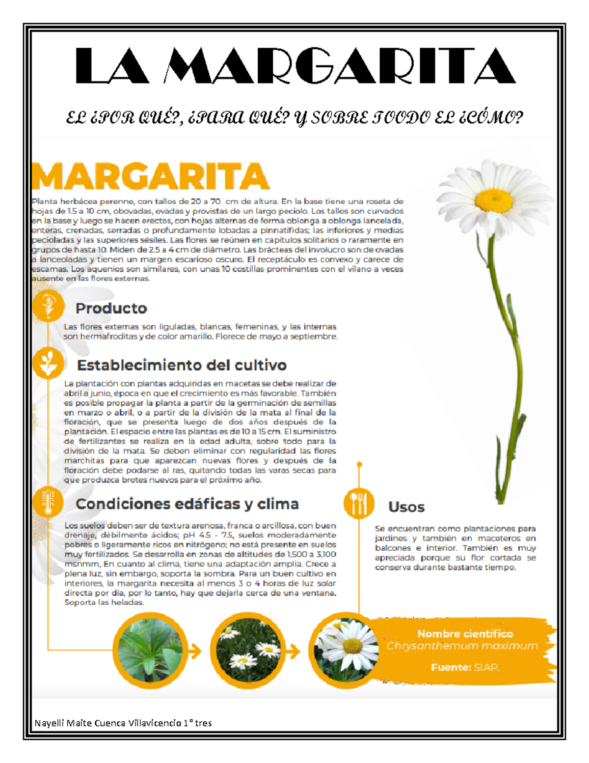 LA Margarita - NHH - LA MARGARITA EL ¿POR QUÉ?, ¿PARA QUÉ? Y SOBRE TOODO EL ¿CÓMO? ¿Cuáles son ...