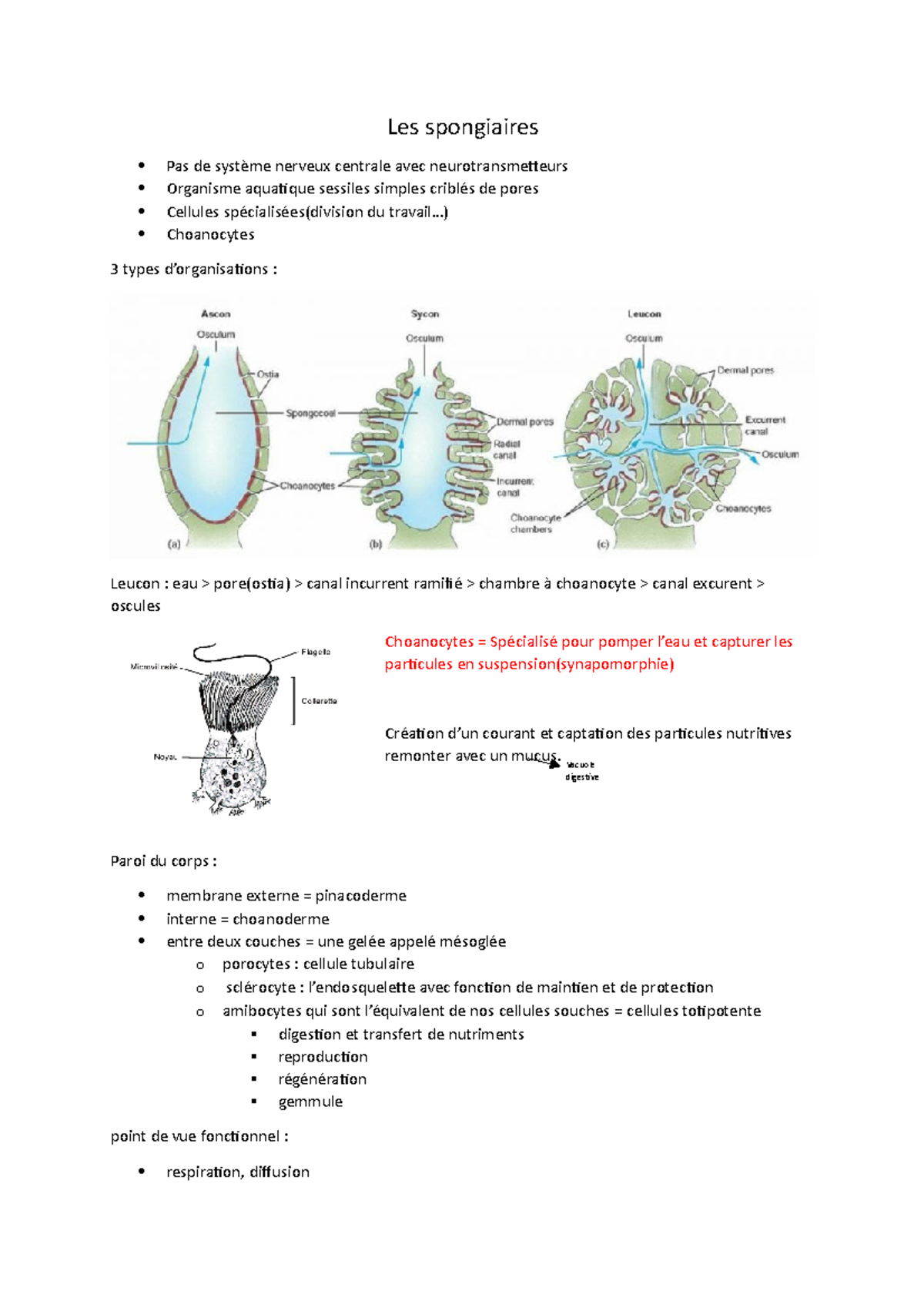 Spongiaire - cours - Les spongiaires Pas de système nerveux centrale ...