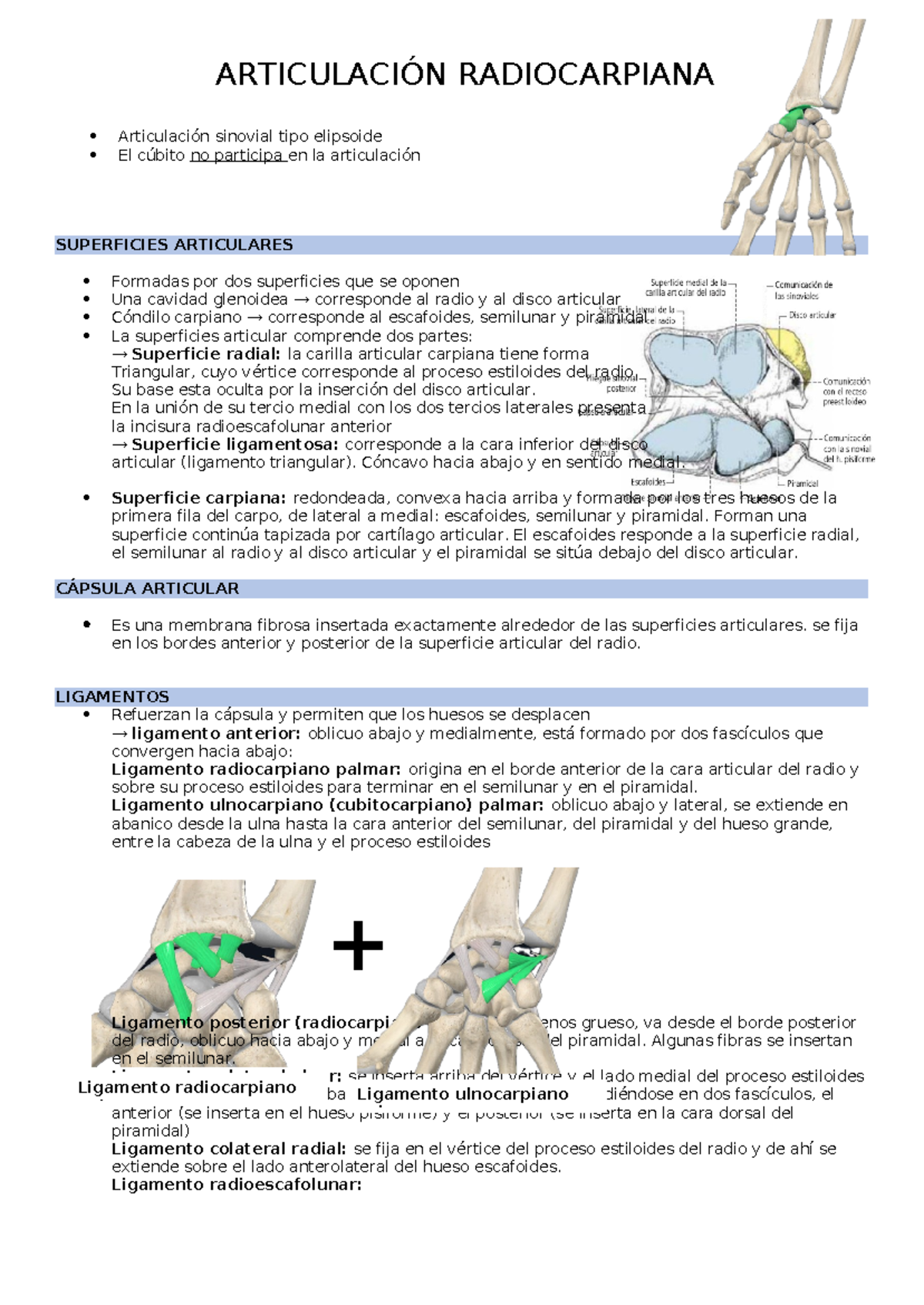 Artic. radiocarpiana - ARTICULACIÓN RADIOCARPIANA Articulación sinovial ...