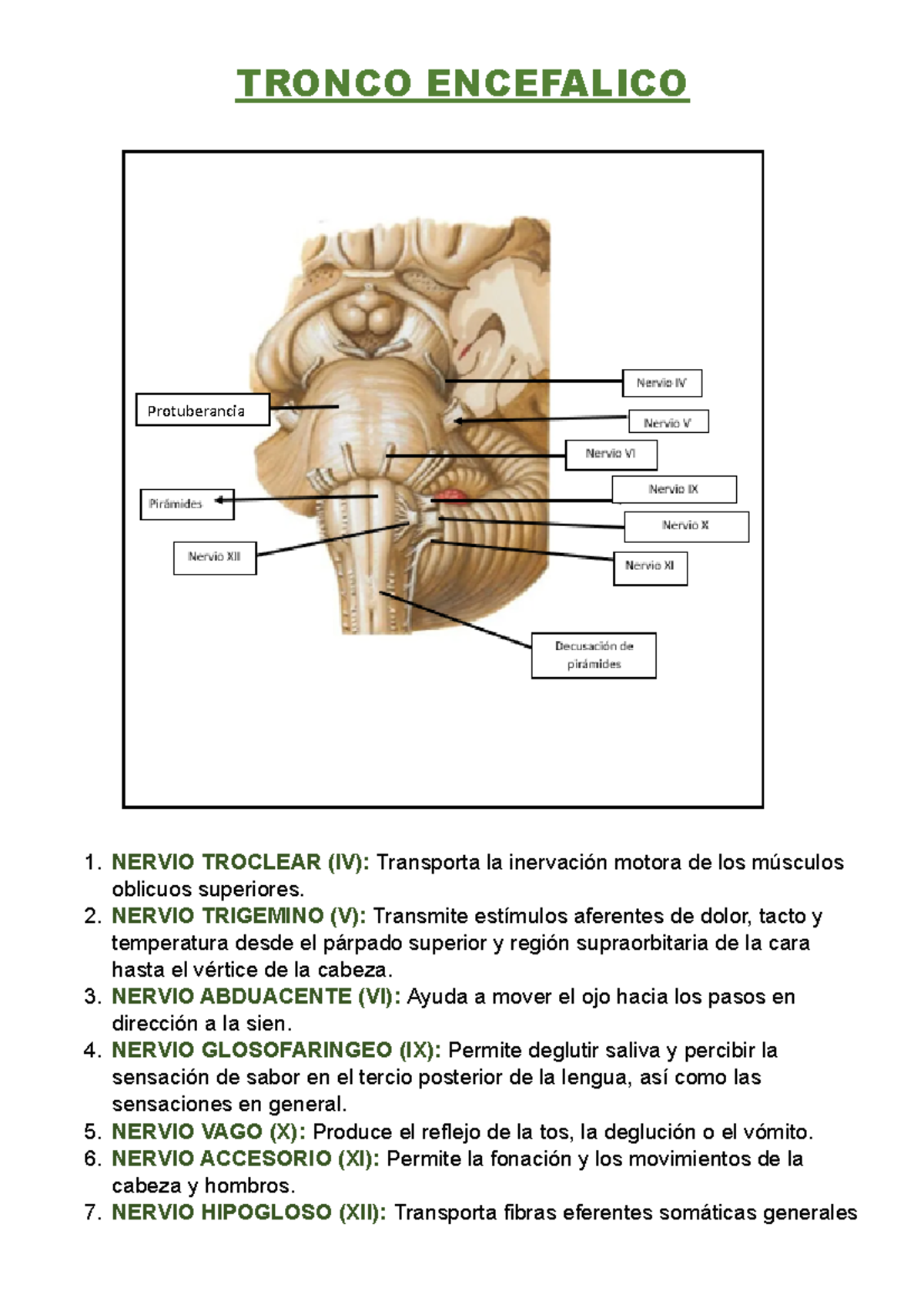 Tronco Encefalico - TRONCO ENCEFALICO 1. NERVIO TROCLEAR (IV ...