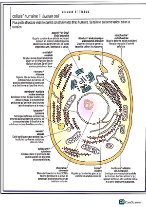 La region sous hyoidienne - La région Sous hyoïdienne Pr. Y. ROCHDI Pr ...