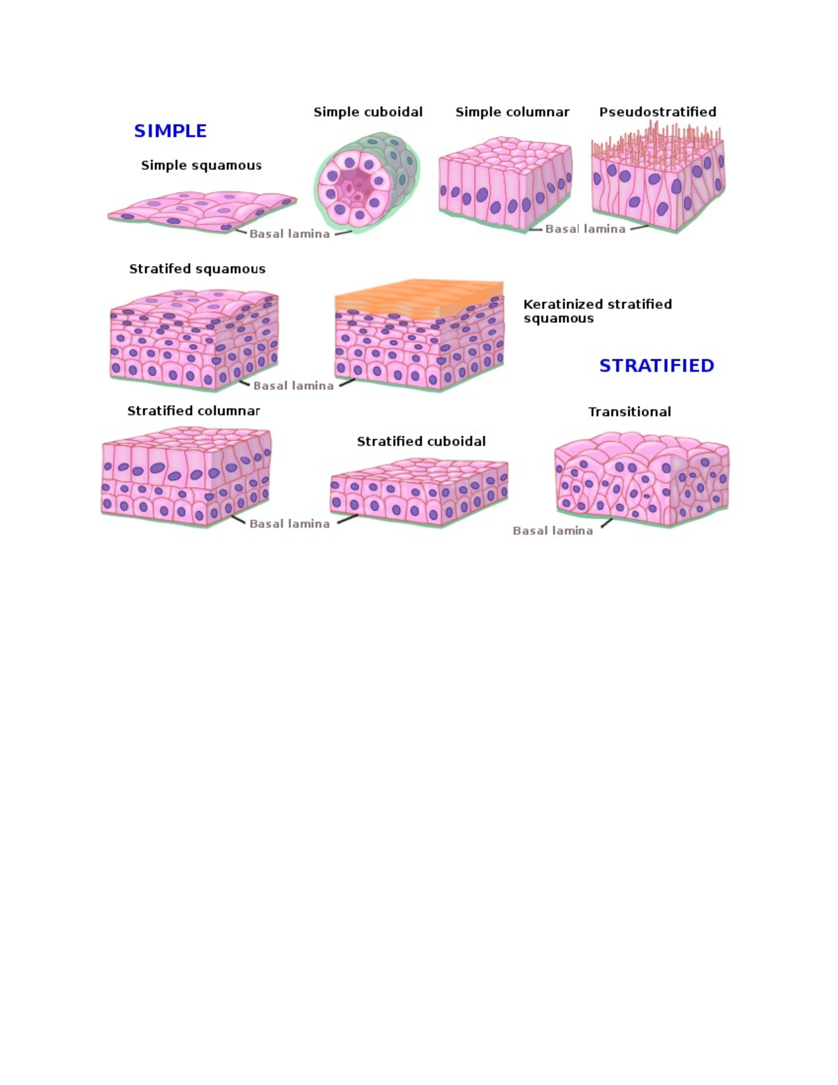 Epithelial Tissues - Summary General Biology II Lab - Studocu
