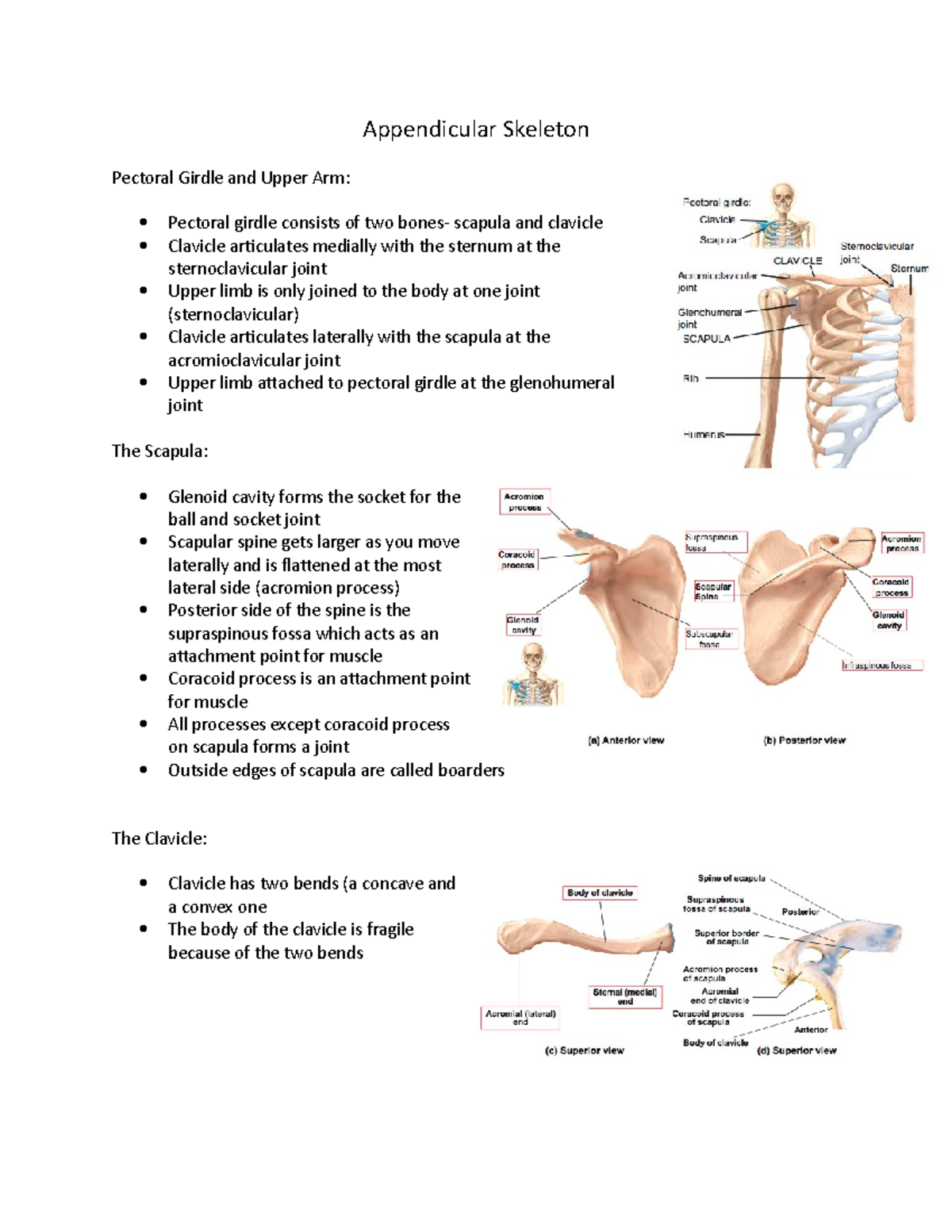 Appendicular Skeleton - Appendicular Skeleton Pectoral Girdle and Upper ...