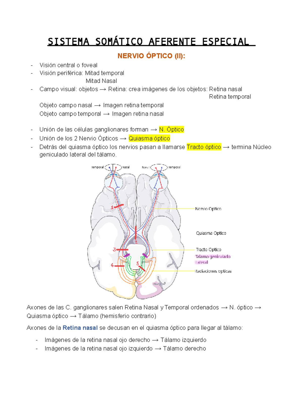 1. Sistema Somático Aferente Especial - SISTEMA SOMÁTICO AFERENTE ...