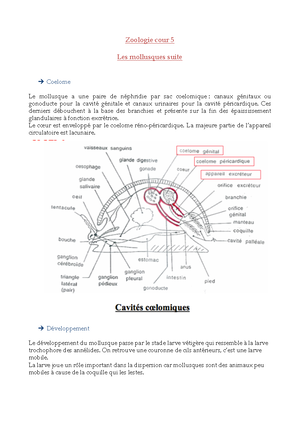 Les Arthropodes - Cours - LES ARTHROPODES I. Généralités La cuticule ...