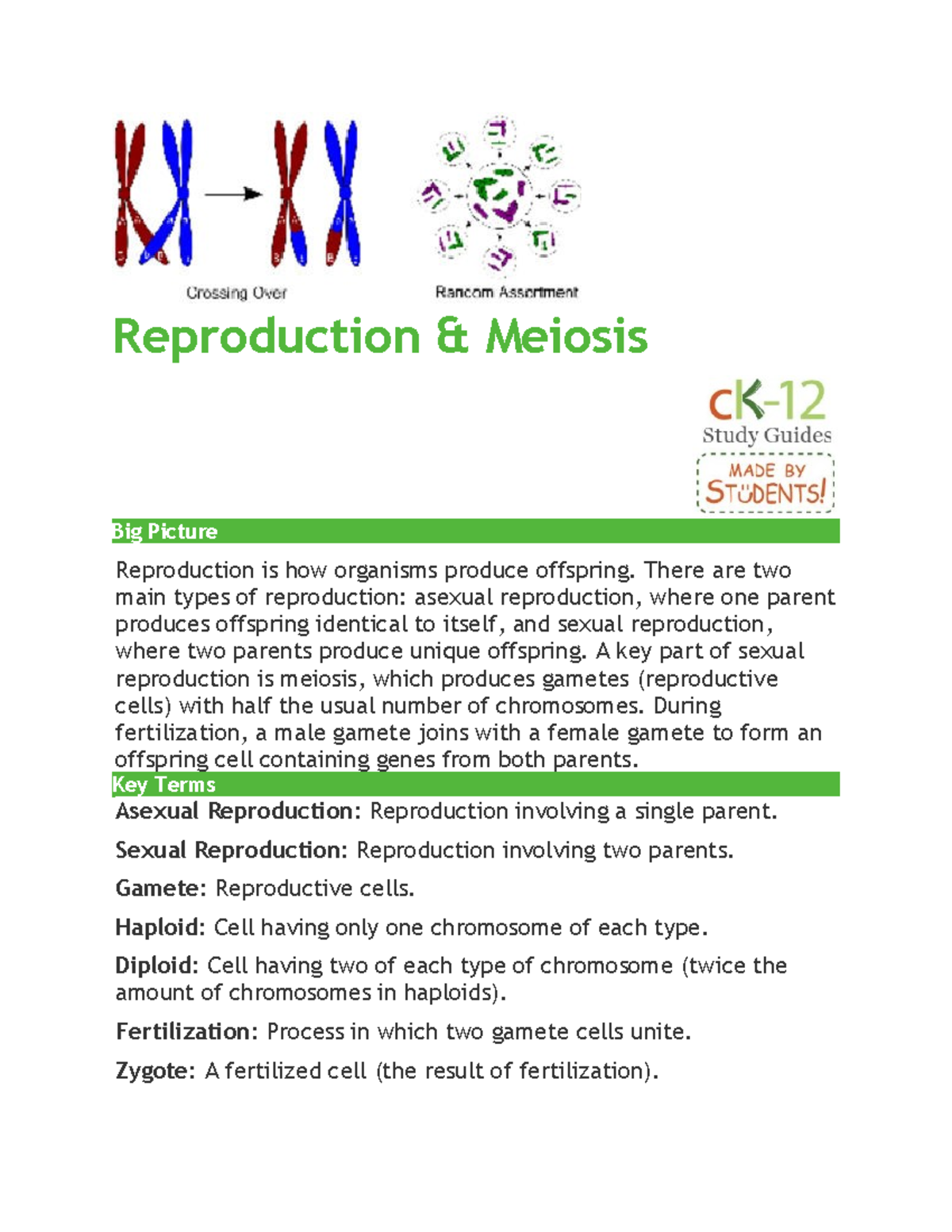 Biology Study Guide PART 16 - Reproduction & Meiosis Big Picture ...