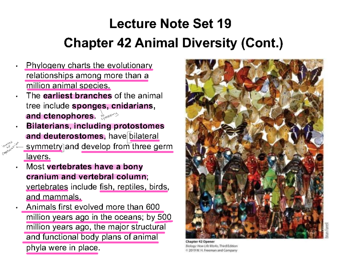 Gen Bio II SP23 Lecture 19 - Chapter 42 Animal Diversity (Cont ...