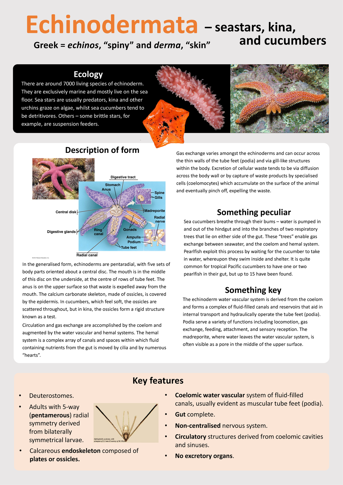 Echinodermata - Phylum - Animal Biology - University of Otago - Studocu