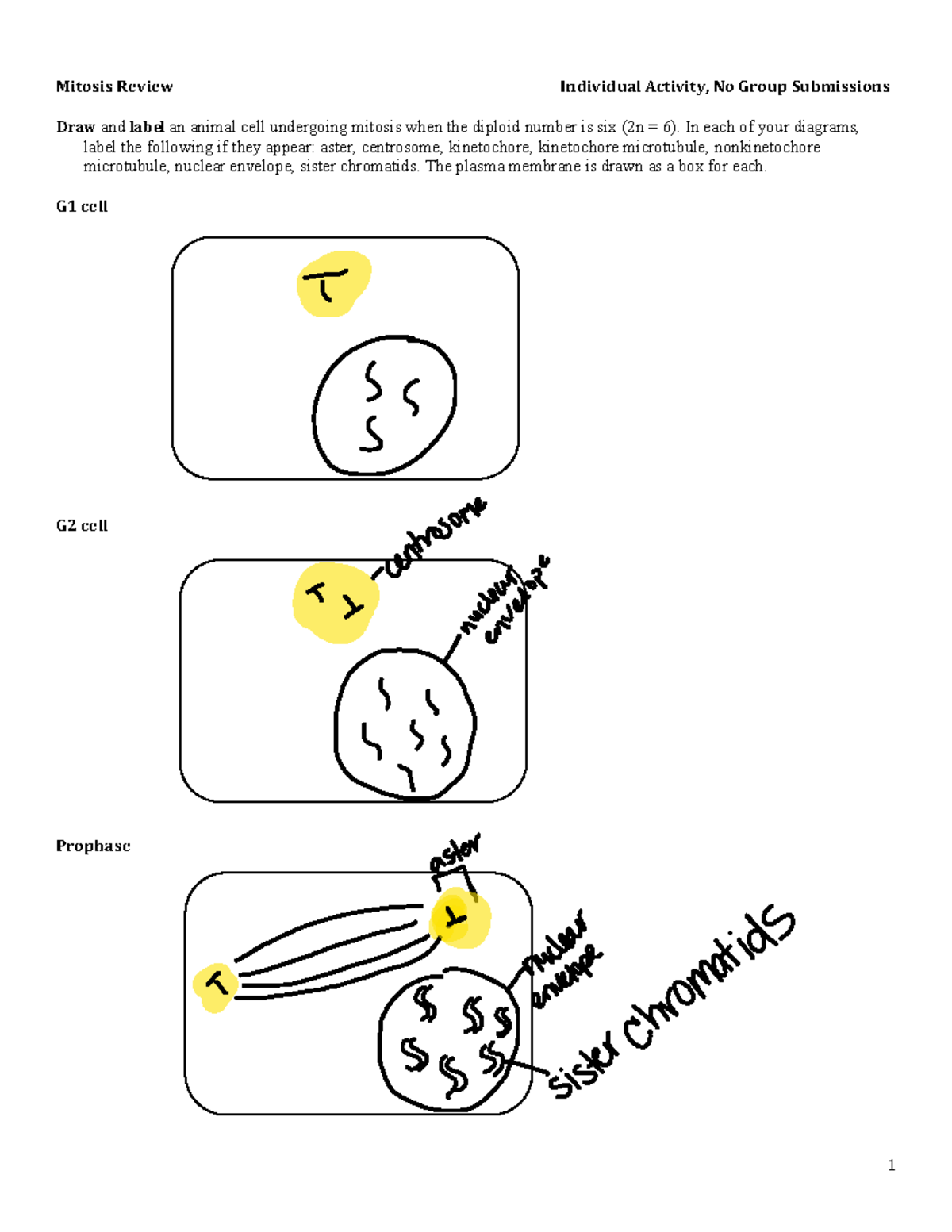 Mitosis+Review+WS signed - Mitosis Review Individual Activity, No Group ...