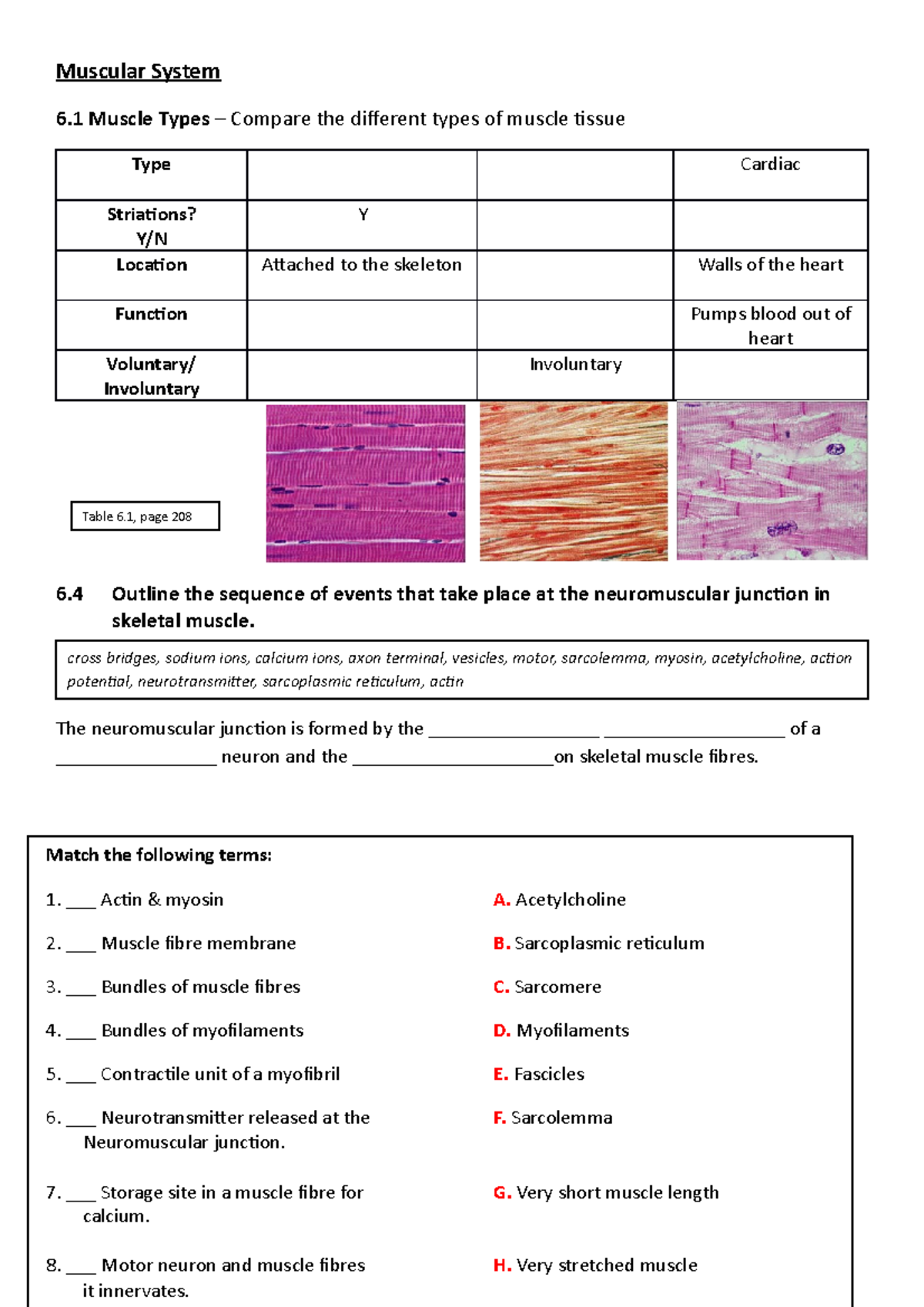 Tutorial 4 Muscular System(1) - Muscular System 6 Muscle Types ...