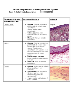 Testiculo y red de testis - Testículo y red testicular o rete testis ...