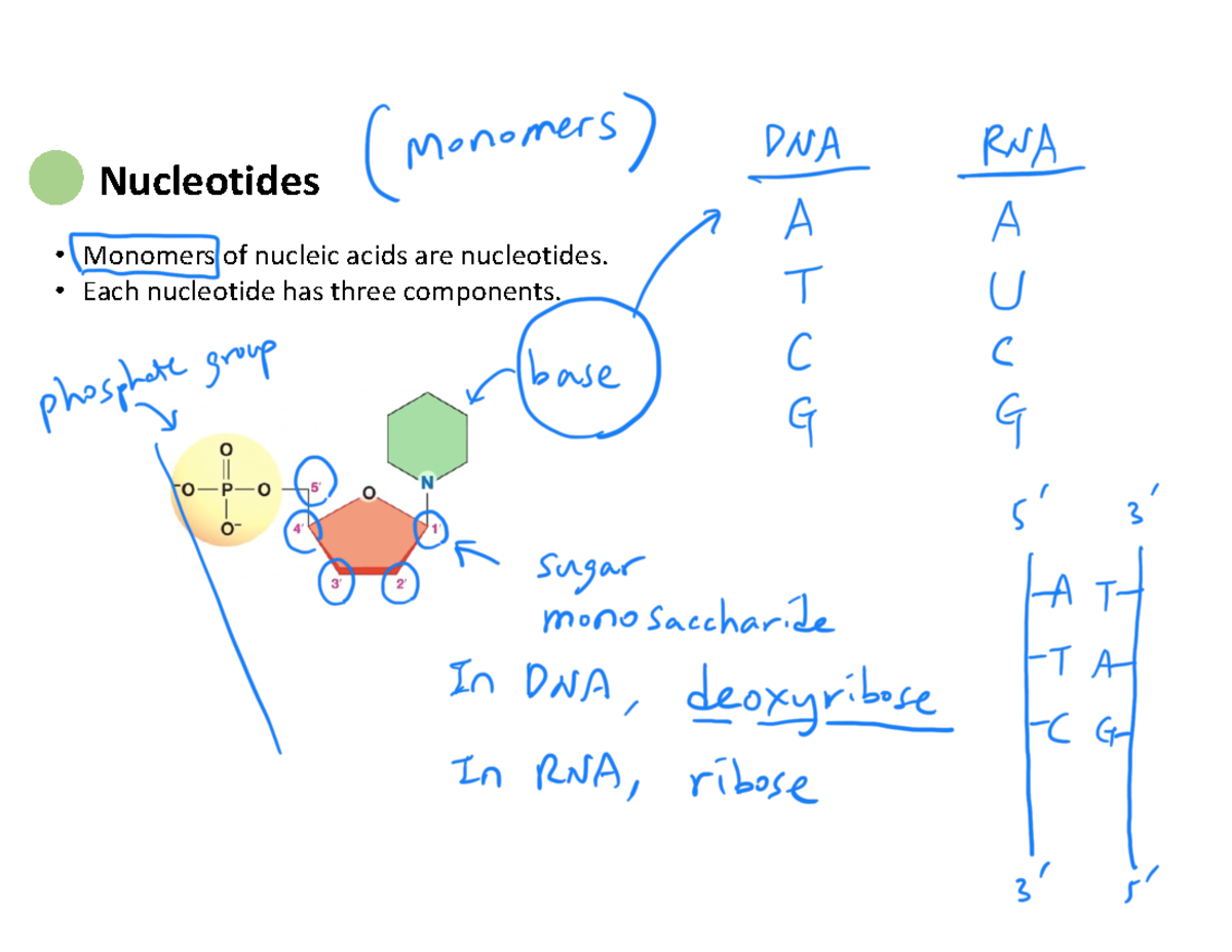 Review for Exam 2 notes - Nucleotides Monomers of nucleic acids are ...
