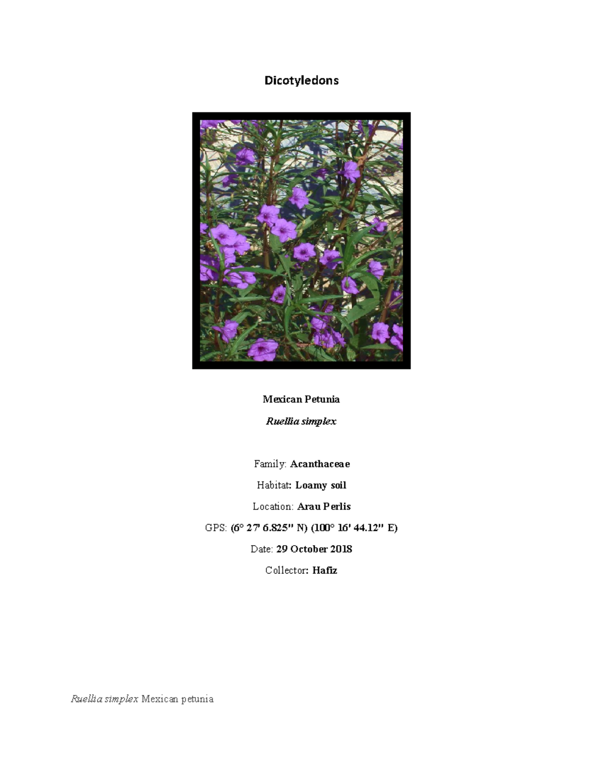 Chapter 6 Dicotyledons - Dicotyledons Mexican Petunia Ruellia simplex ...