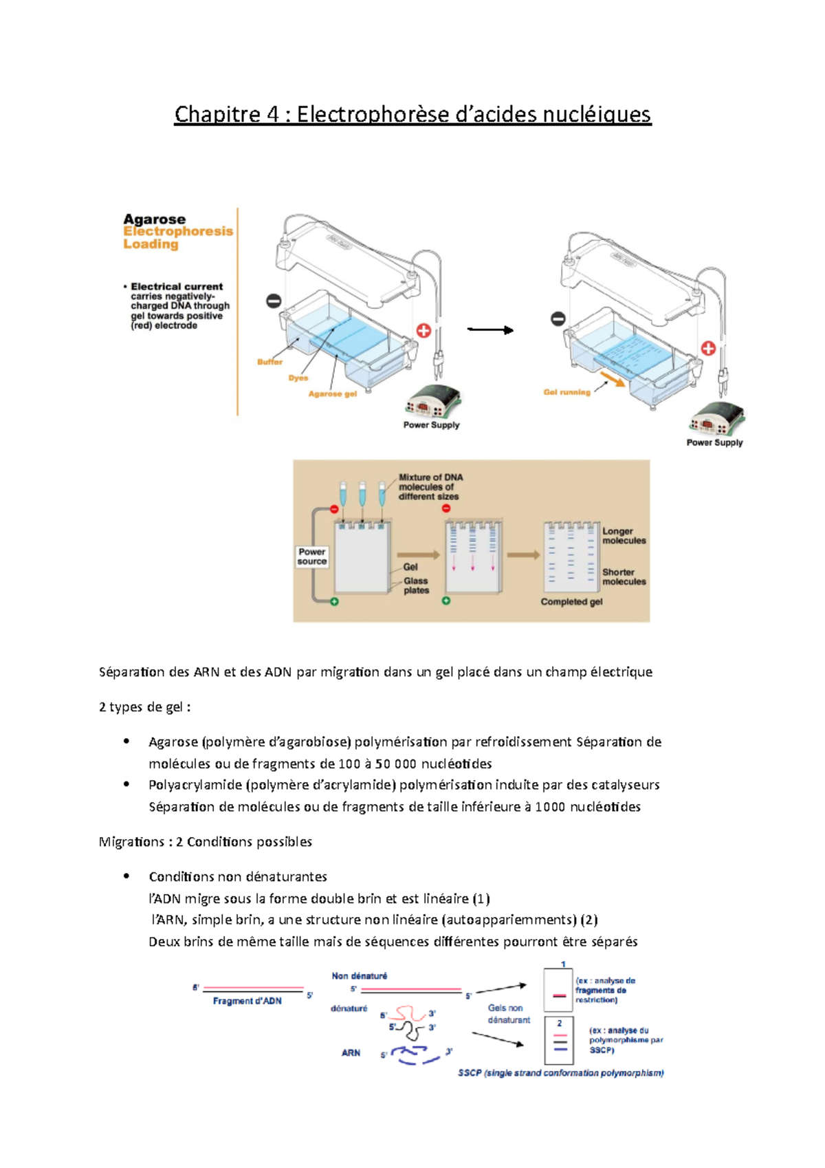 Chapitre 4 : Electrophorèse d’acides nucléiques - Chapitre 4 ...