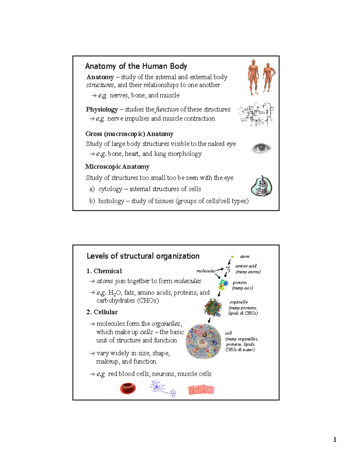 Anatomy Notes 1(WEEK1) - Anatomy of the Human Body Anatomy– study of ...