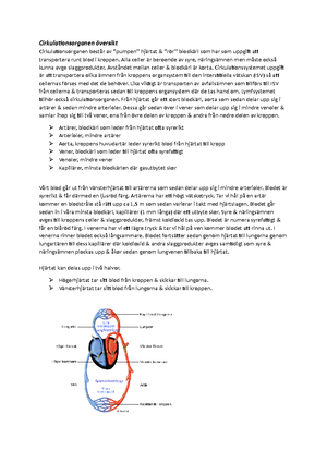 Hormonsystemet anatomi - Hormonsystemet / Endorkina systemet ...