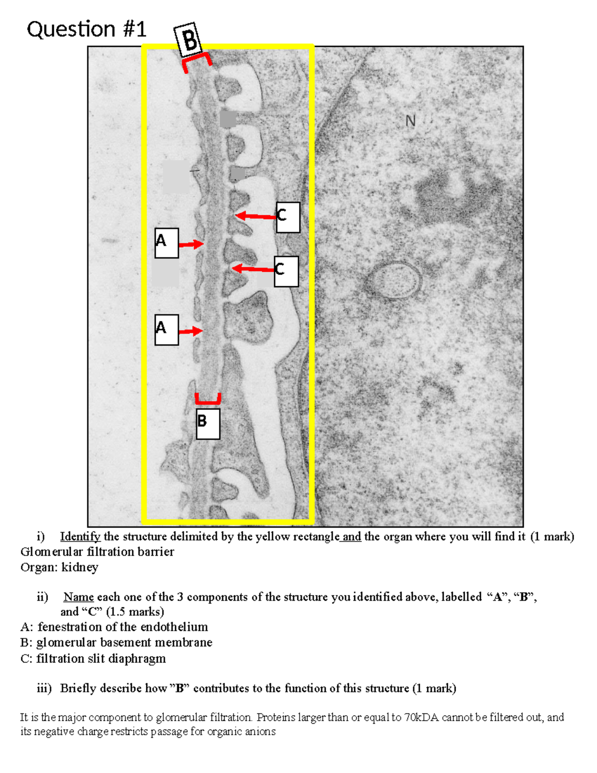 Practice questions Quiz #5 - B A C A C i) Identify the structure ...