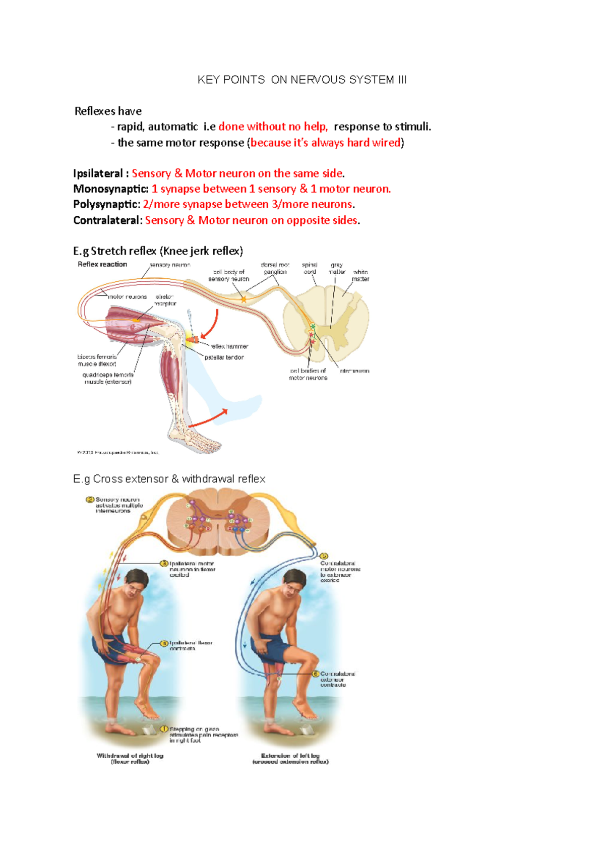 KEY Points and Summary ON The Nervous System III - KEY POINTS ON ...