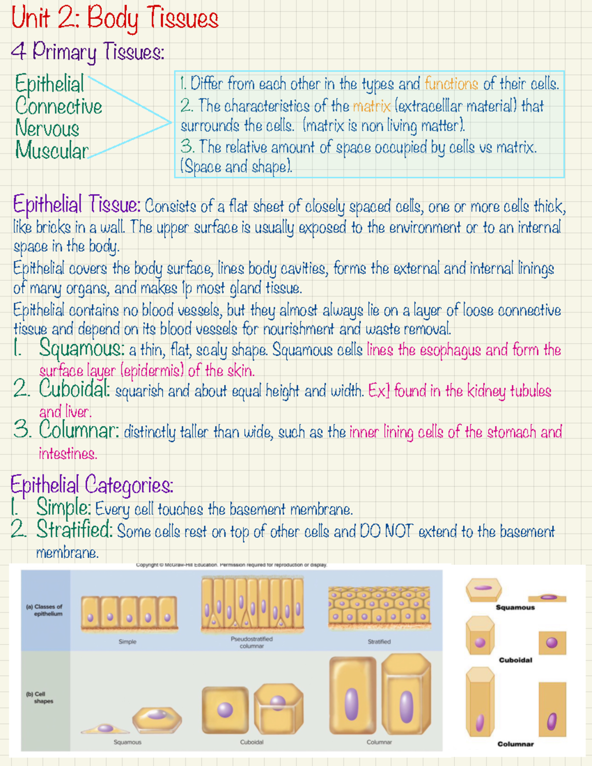 Anatomy and Physiology 3 - Unit 2: Body Tissues 4 Primary Tissues ...