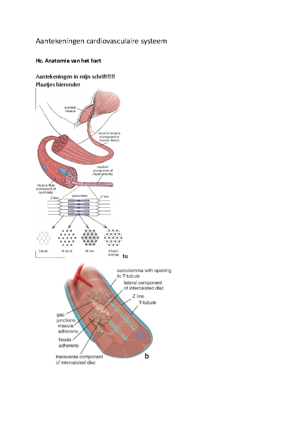 Aantekeningen Cardiovasculaire Systeem Anatomie Van Het Hart