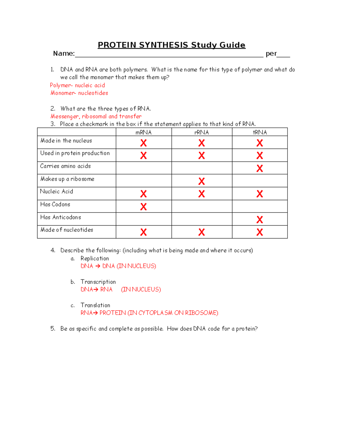 2011 Protein Synthesis Study Guide key - PROTEIN SYNTHESIS Study Guide ...