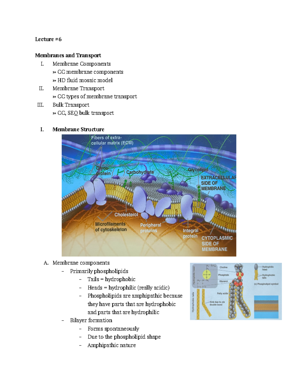 lecture 6: membranes and transport - Lecture # Membranes and Transport ...