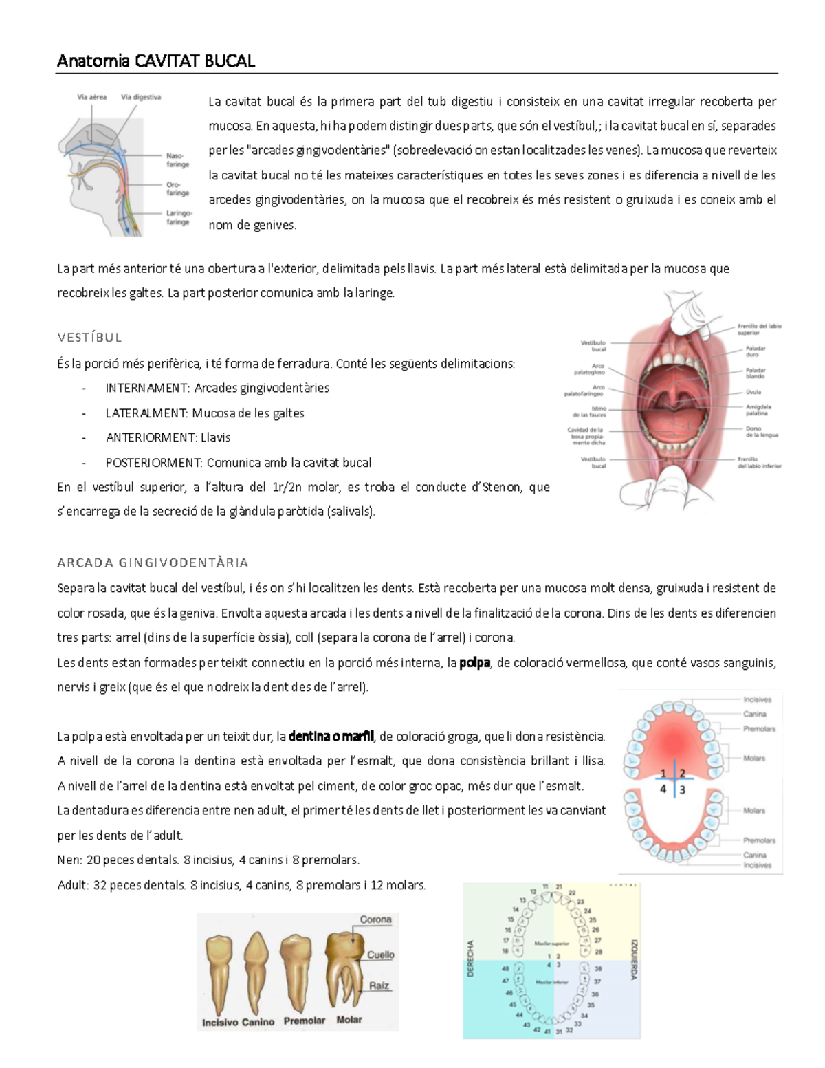 Anatomia%20digestiu - Anatomia - Anatomia CAVITAT BUCAL La cavitat ...