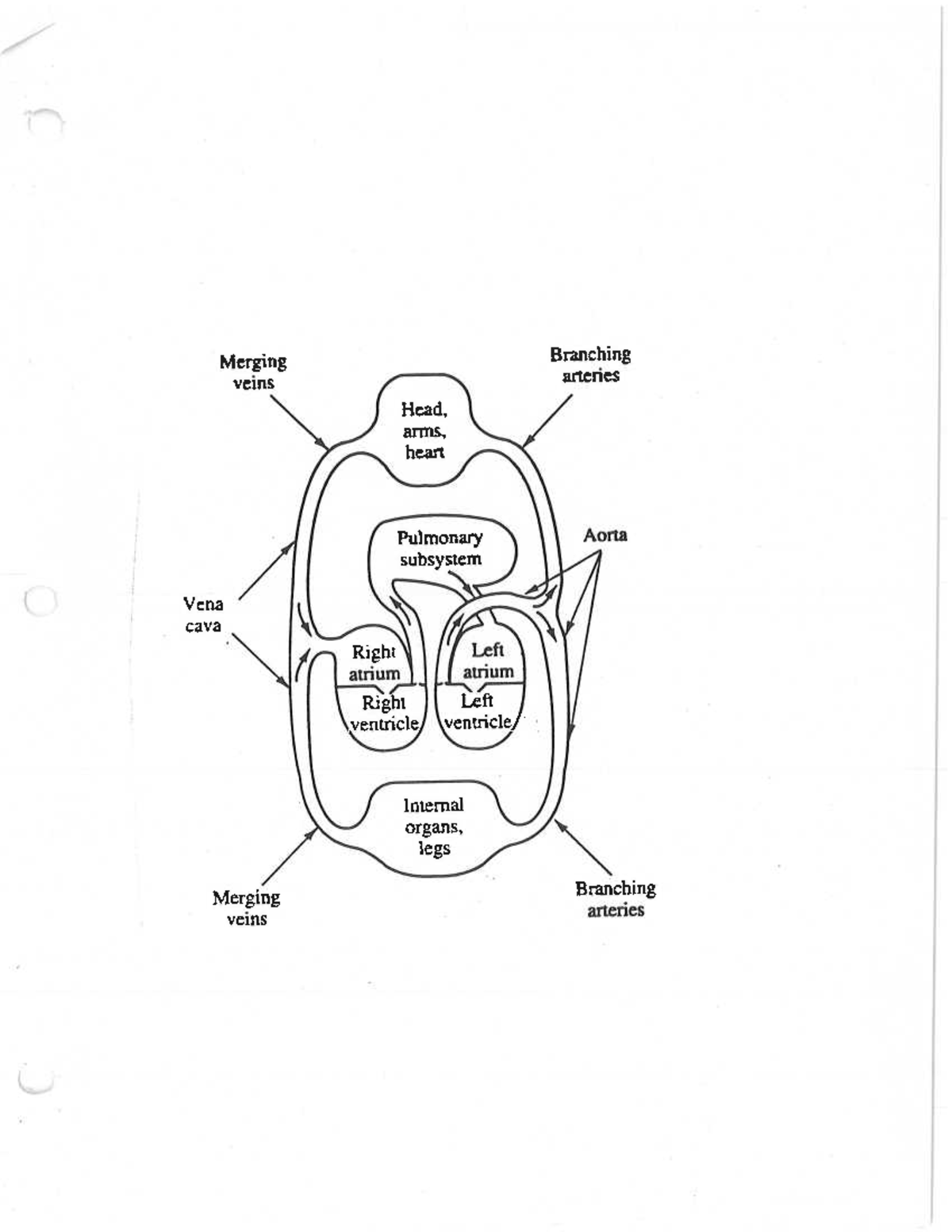 Circulatory System Model - Engg2400 - Studocu