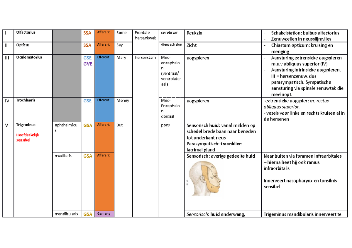Hersenzenuwen - Samenvatting Van mens tot cel - I Olfactorius SSA ...