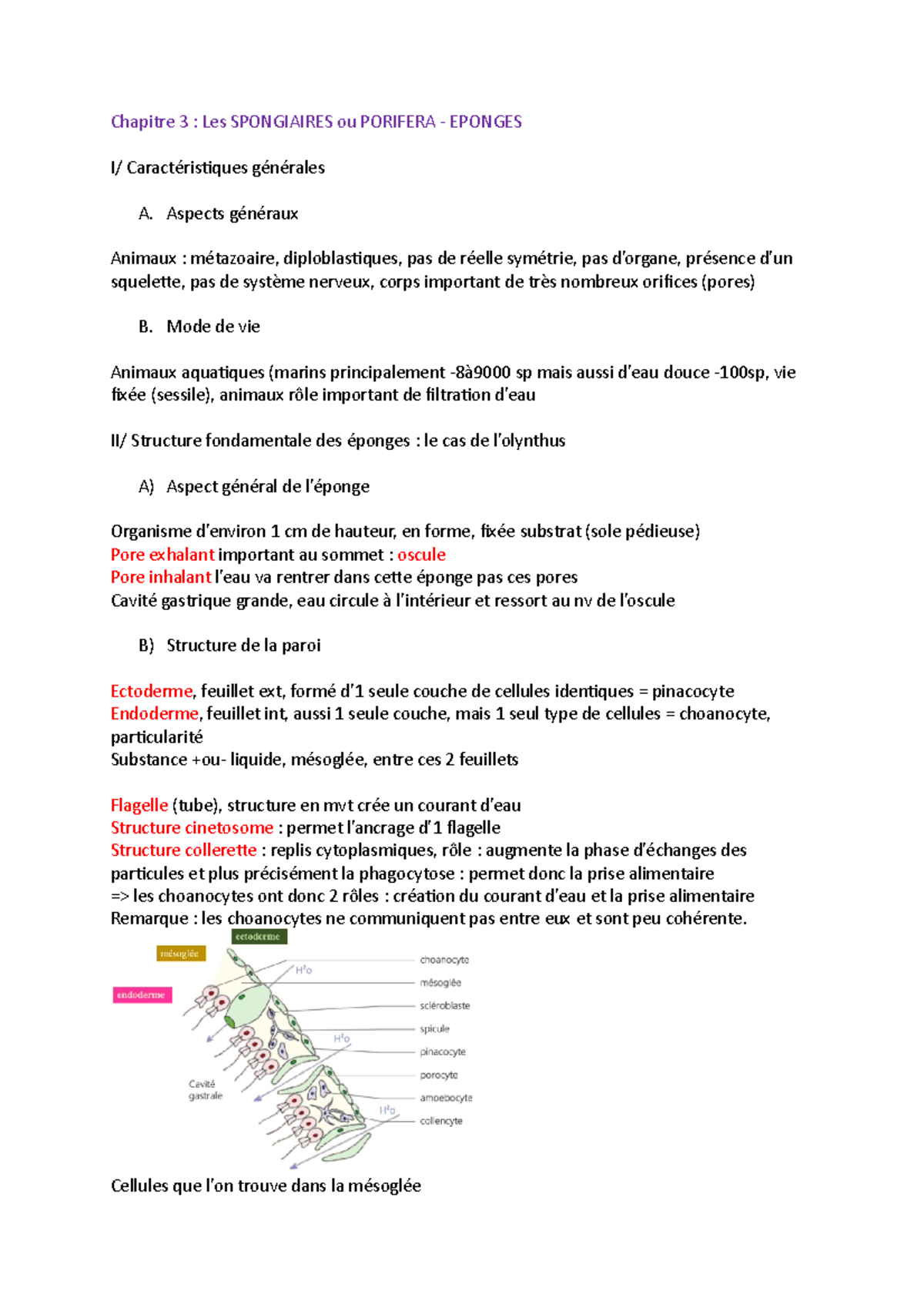 CHAP3 spongiaires BOA - Semestre 1 - Chapitre 3 : Les SPONGIAIRES ou ...