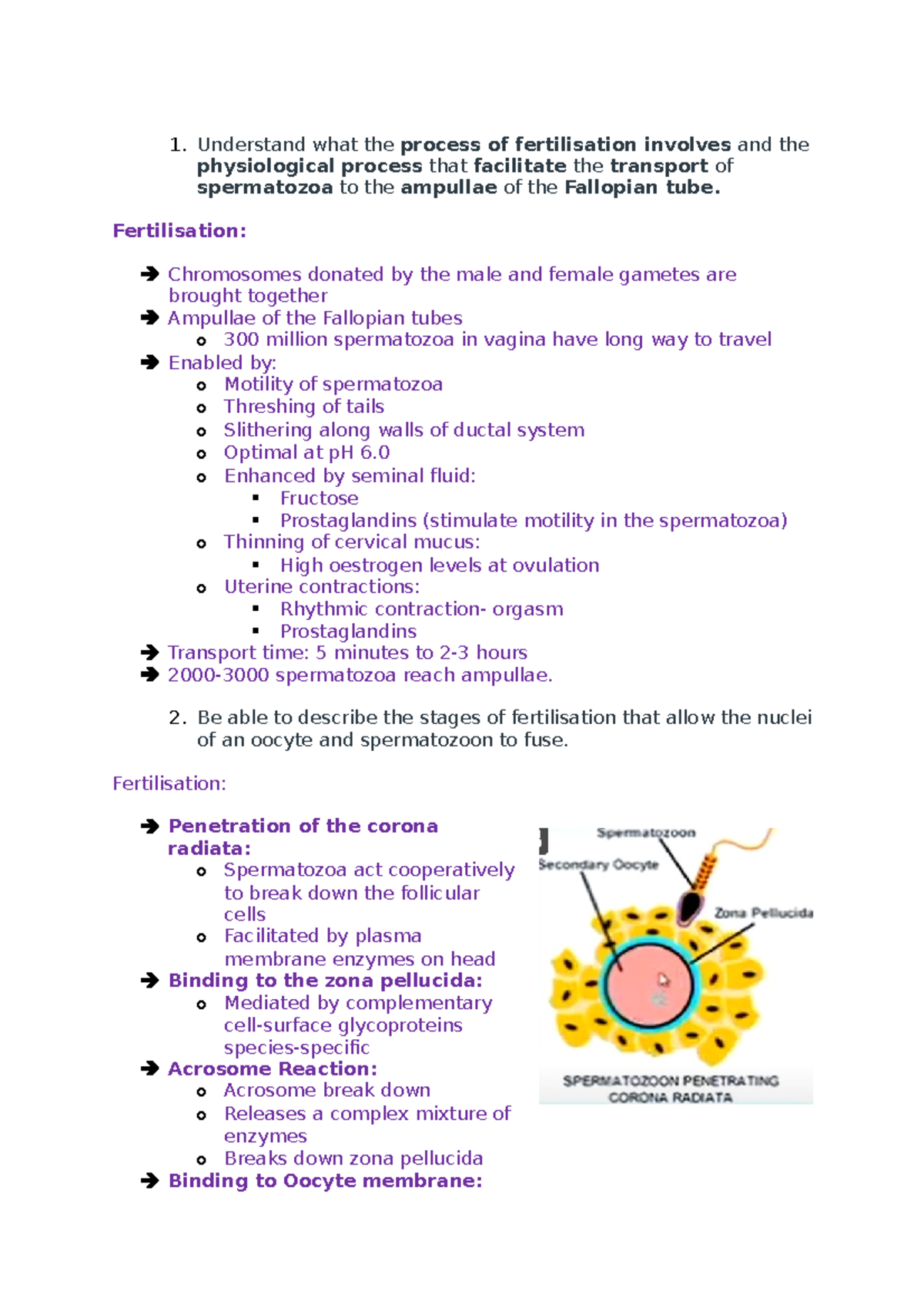 Week 3 Reproductive System Notes Understand What The Process Of