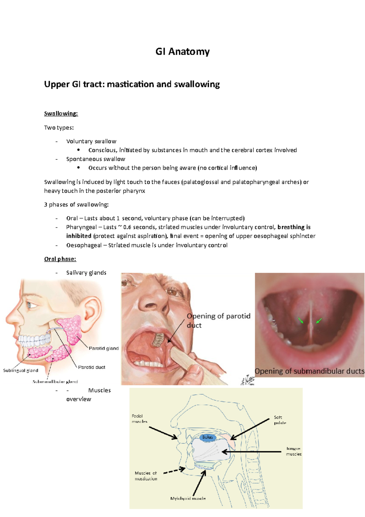 GI Anatomy - Lecture notes 1-2 - GI Anatomy Upper GI tract: mastication ...