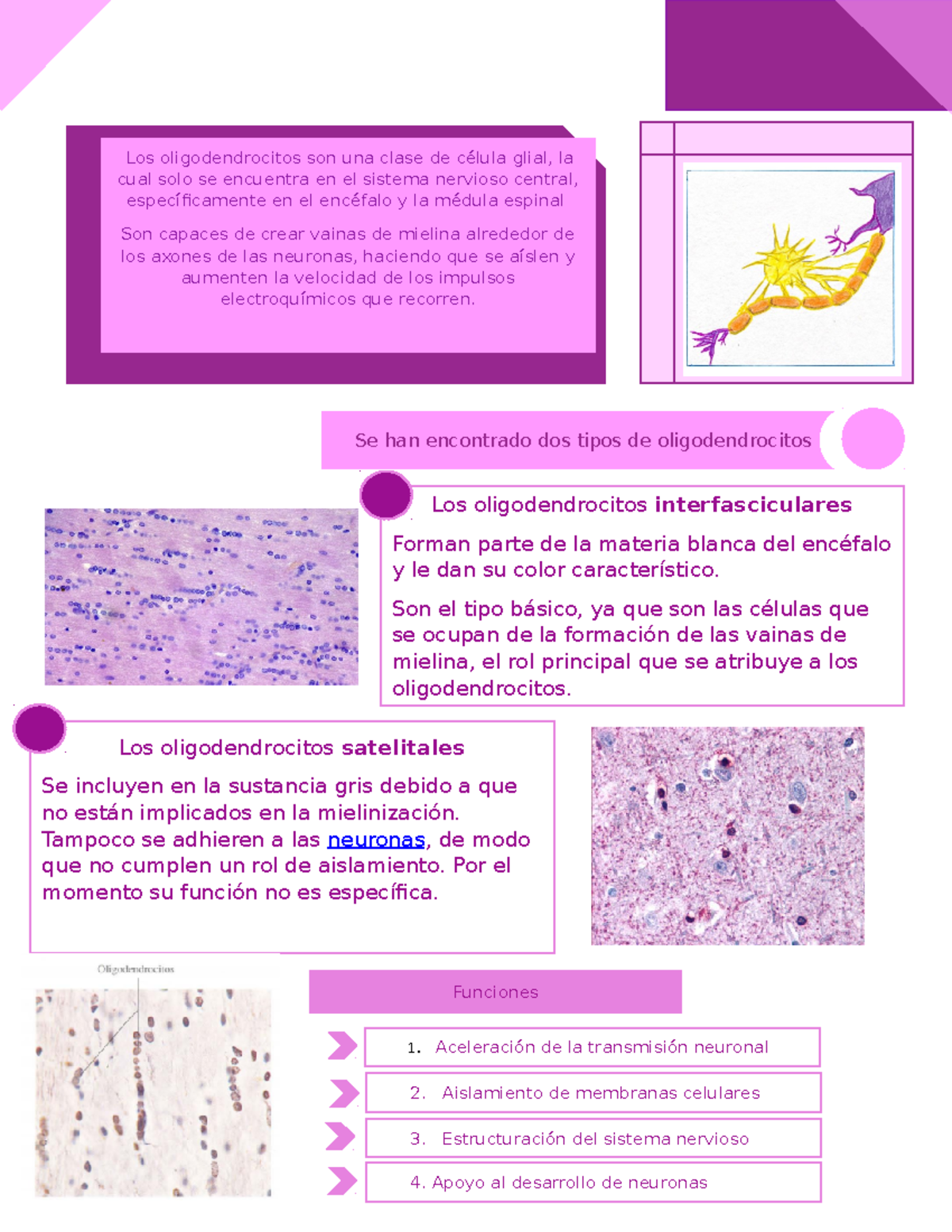 Oligodendrocitos - Tampoco se adhieren a las neuronas, de modo que no ...