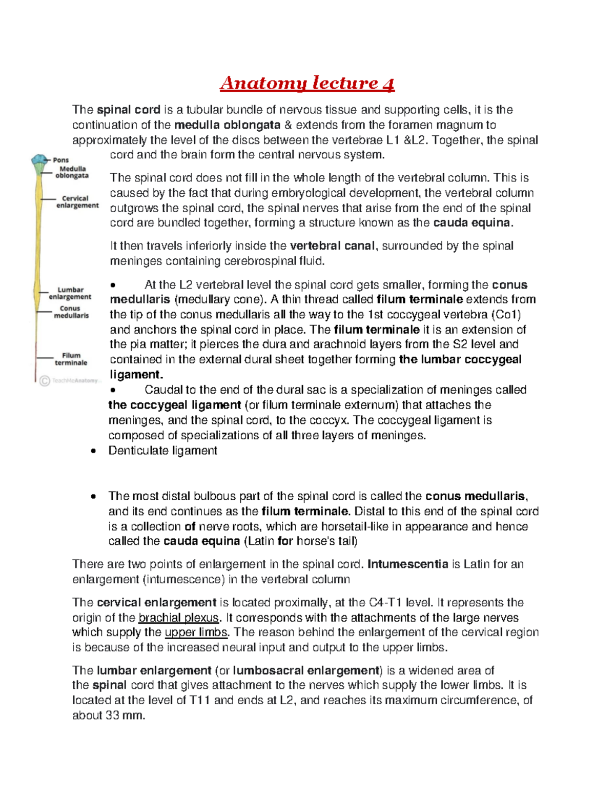 Anatomy seminar 4 - erfcdrtfe - Anatomy lecture 4 The spinal cord is a ...