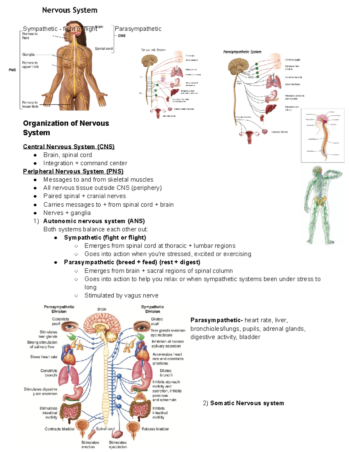 Nervous System in Detail - Sympathetic - fight or flight ...