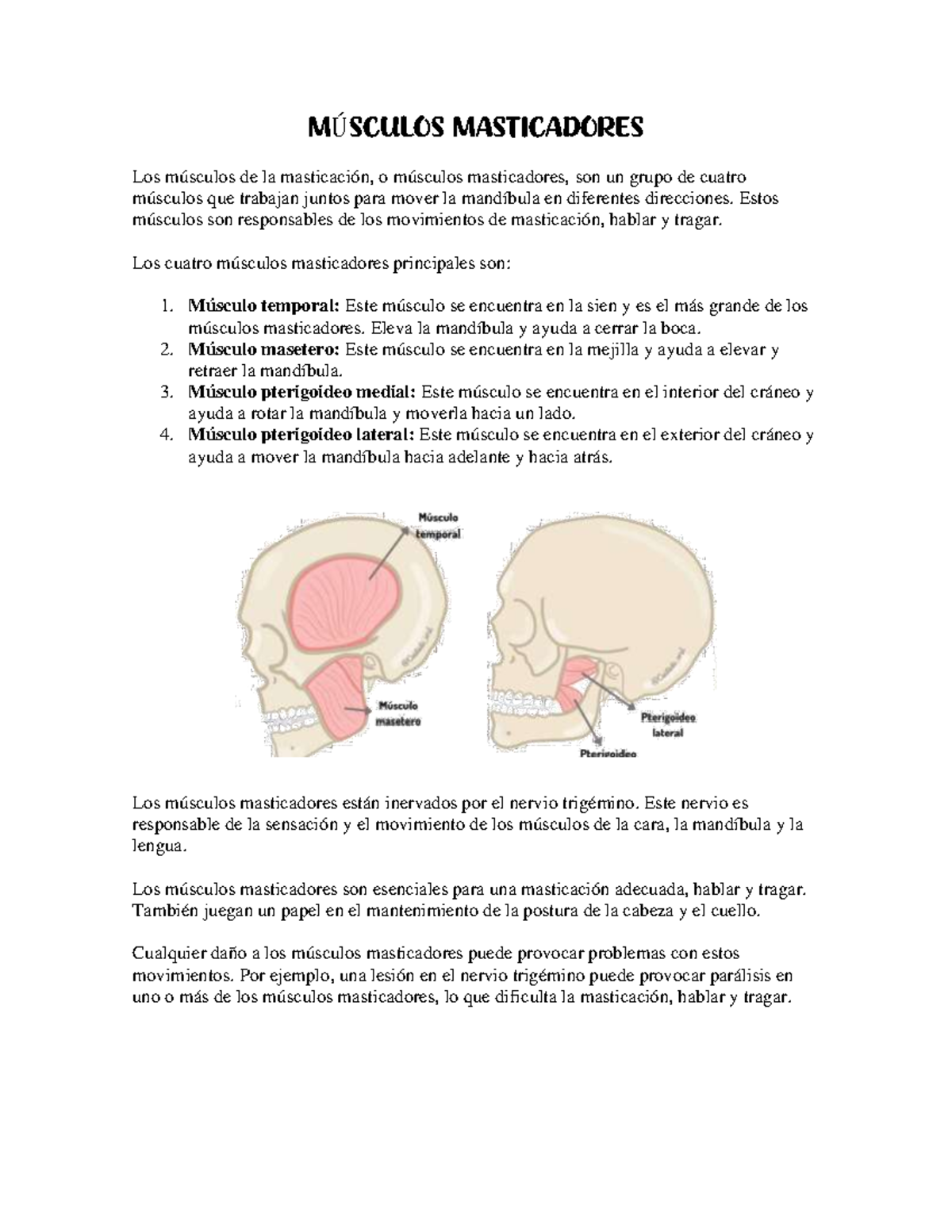 Músculos Masticadores - MÚSCULOS MASTICADORES Los músculos de la ...