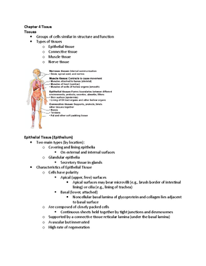 Chapter 1 The Human Body - Chapter 1 The Human Body: An Orientation A ...