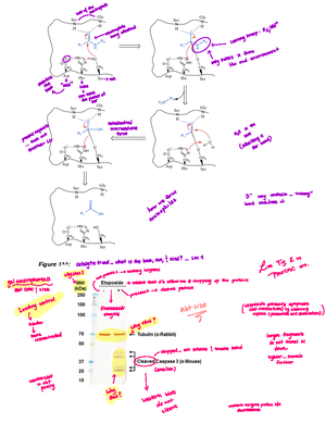 Lipids - Lipid lecture notes - Fats stored in adipose cells as ...