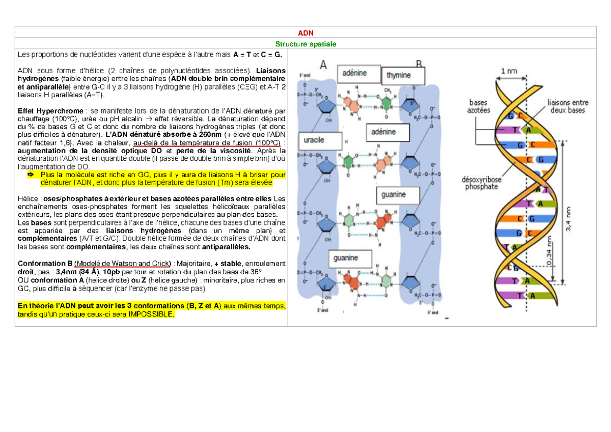 ADN et ARN - Les bases des acides nucléiques - UE1, Chimie, Biochimie ...