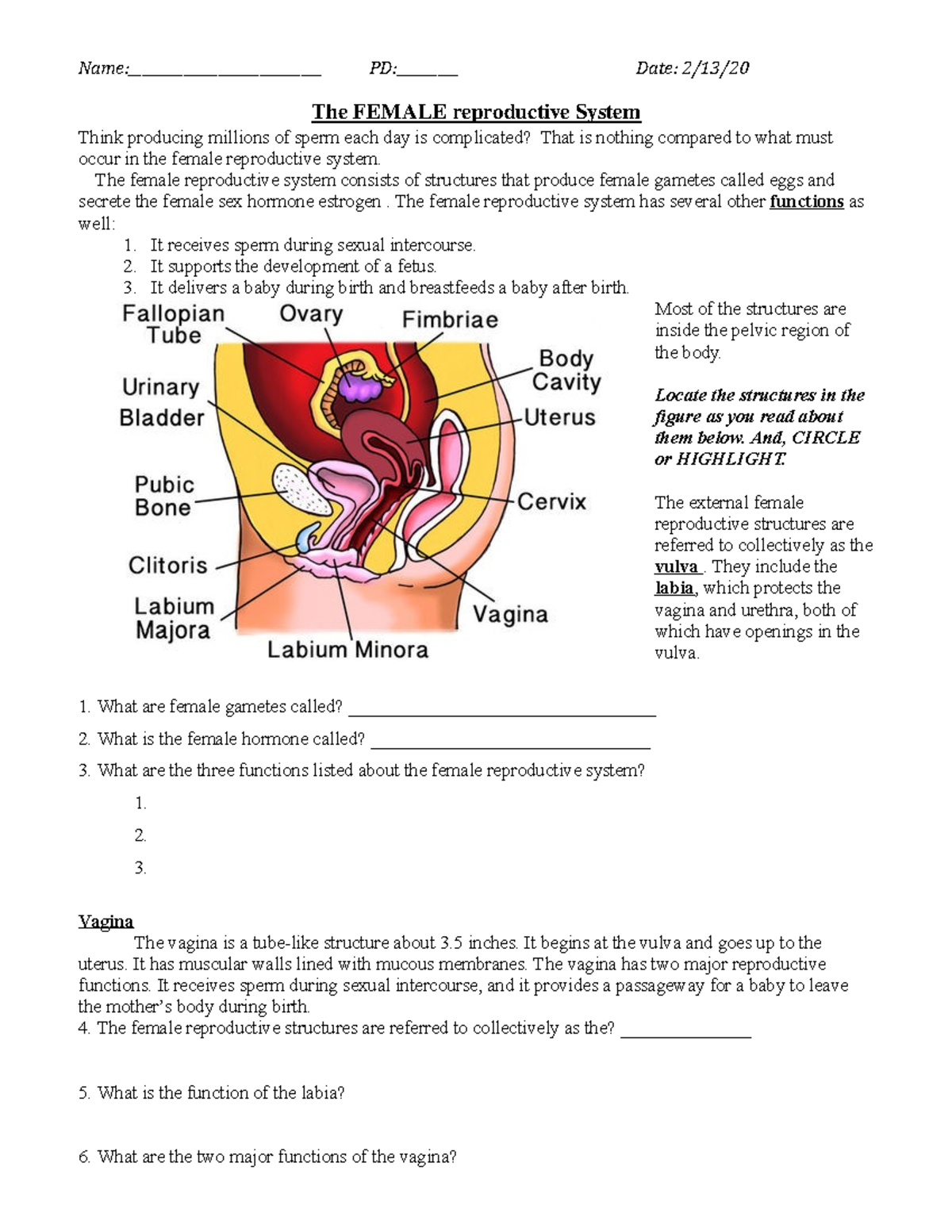 Female Reproductive System Reading Comprehension - Name ...