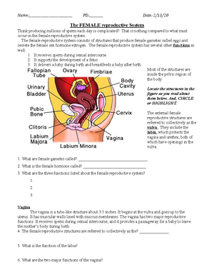 Male Reproductive System Reading Comprehension.docx Gen Ed. - Name