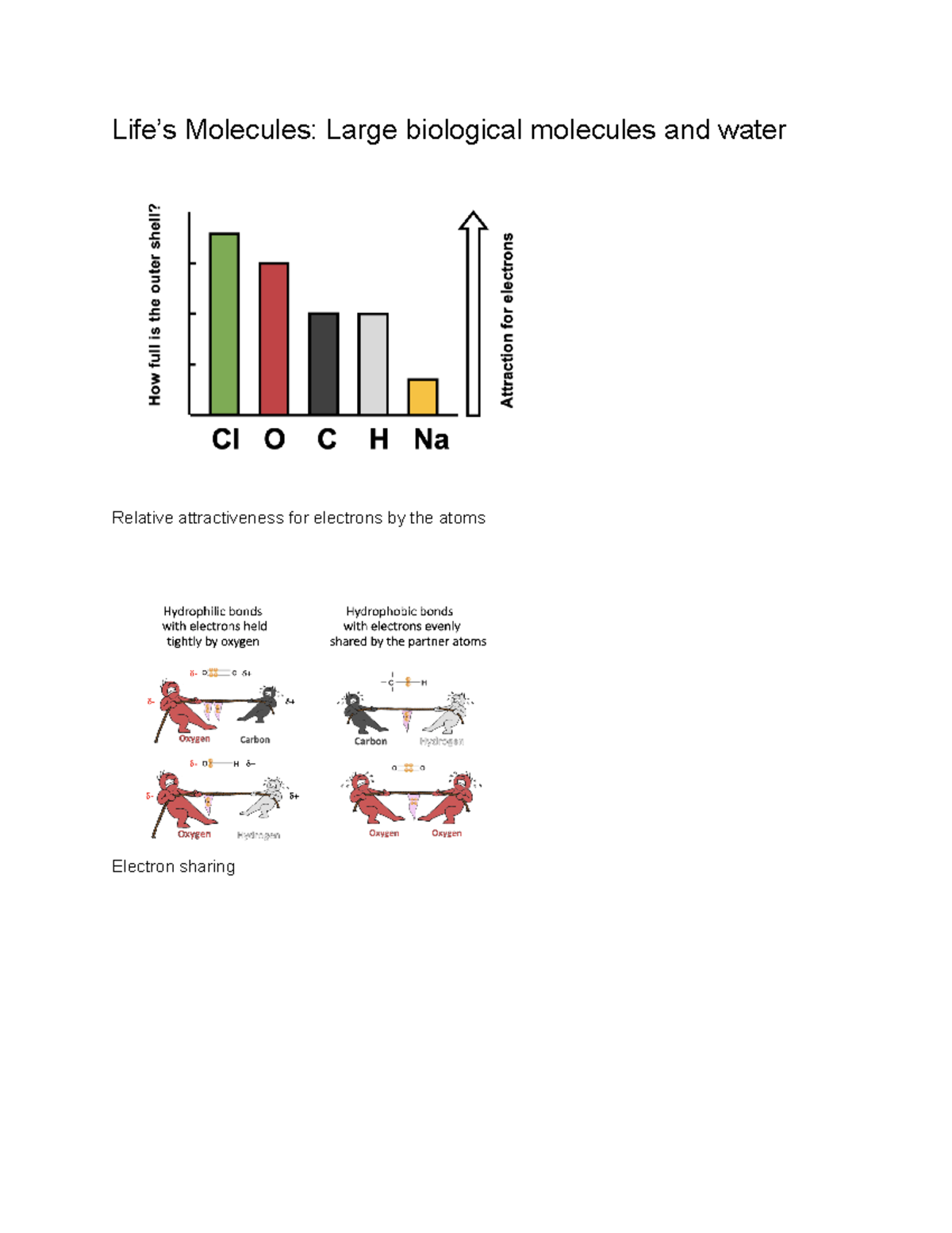 Exam 1 Fact Sheet - Study Guide - Life’s Molecules: Large biological ...