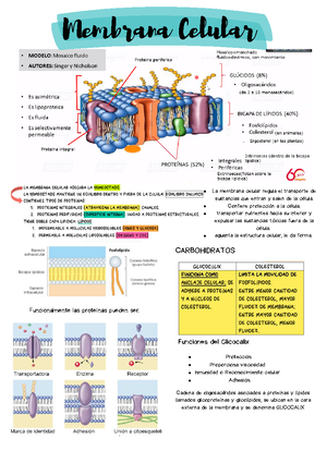 Pcr- Procedimiento - 53 PCR: reacción en cadena de la polimerasa ...